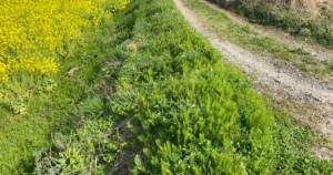 【失敗しない】背負い式草刈機のおすすめ人気ランキング4選！ | kusakaroo｜くさかるー