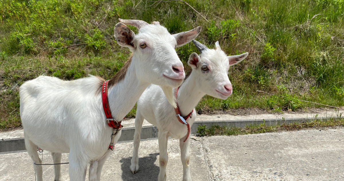 【安心できる草刈り業者】おすすめの優良業者だけを5社紹介 | kusakaroo｜くさかるー